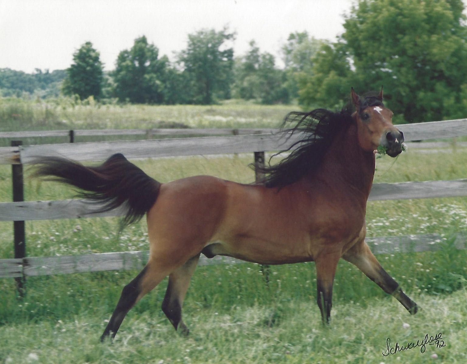 Morab & Arabian Horse Registry | Purebred Morab Association